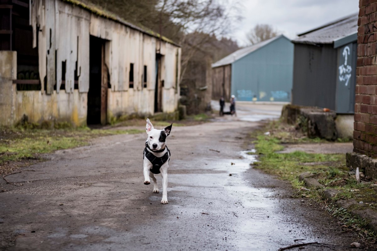 How I got the Bell in Kell, Bell and Bikes. | Kell, Bell, and Bikes